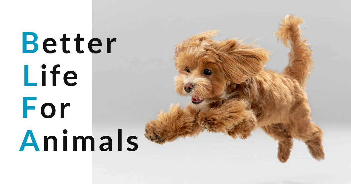 BLFA -Better Life For Animals-